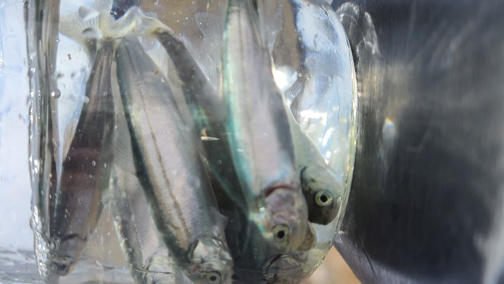 Hatchery | Nak'azdli Whut'en